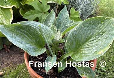 Hosta Gentle Giant - Fransen Hostas